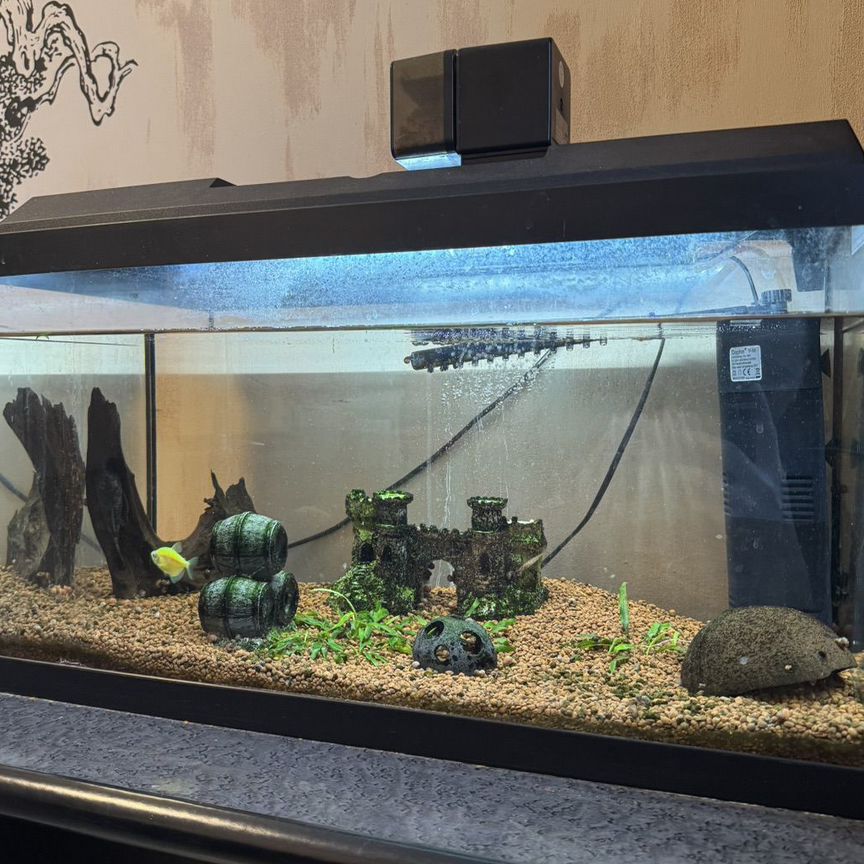 Аквариум с рыбками