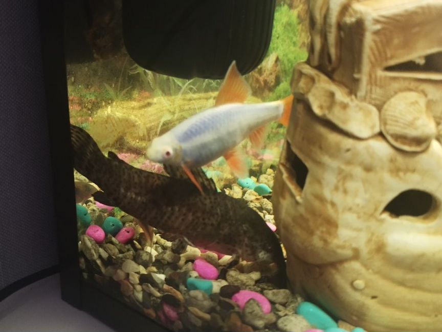 Аквариум со столом