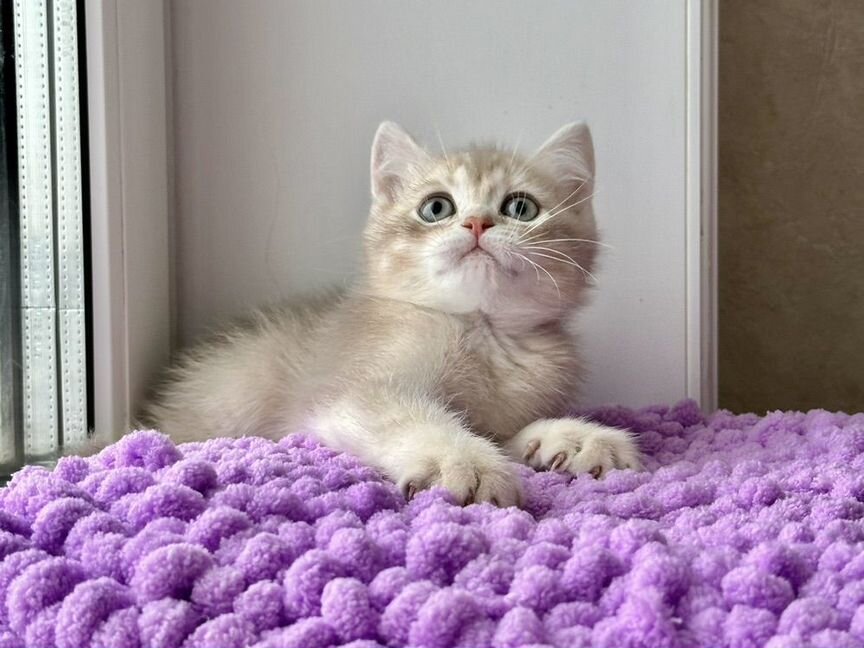 Эксклюзив котик золотая лиловая шиншилла