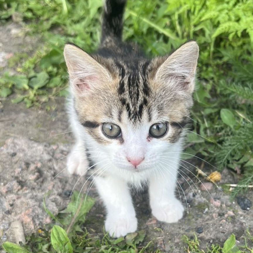 Котёнок в добрые руки