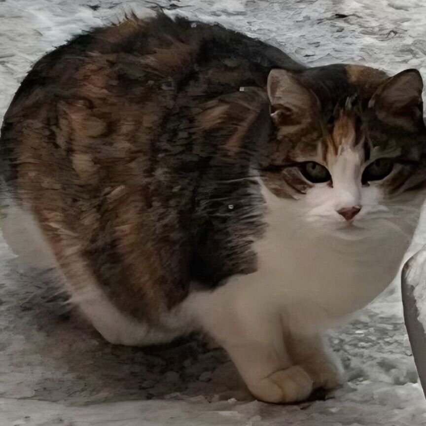 Взрослая, кошка в добрые руки