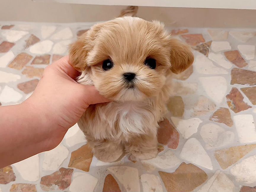 Девочка мальтипу пати ред из Кореи