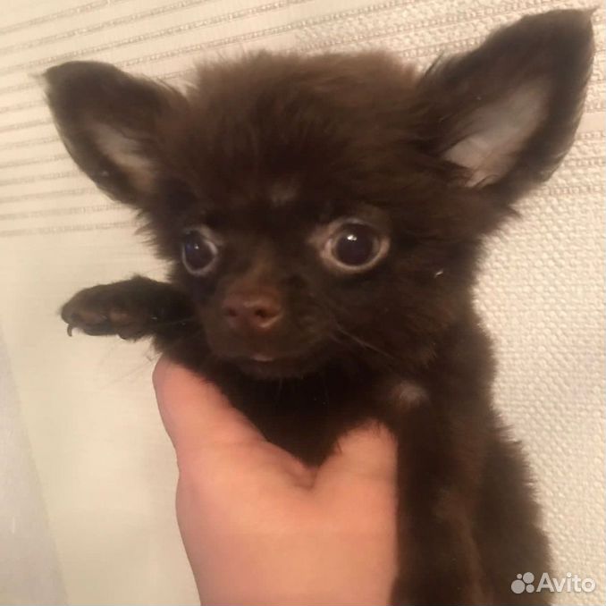 Шоколадное чудо