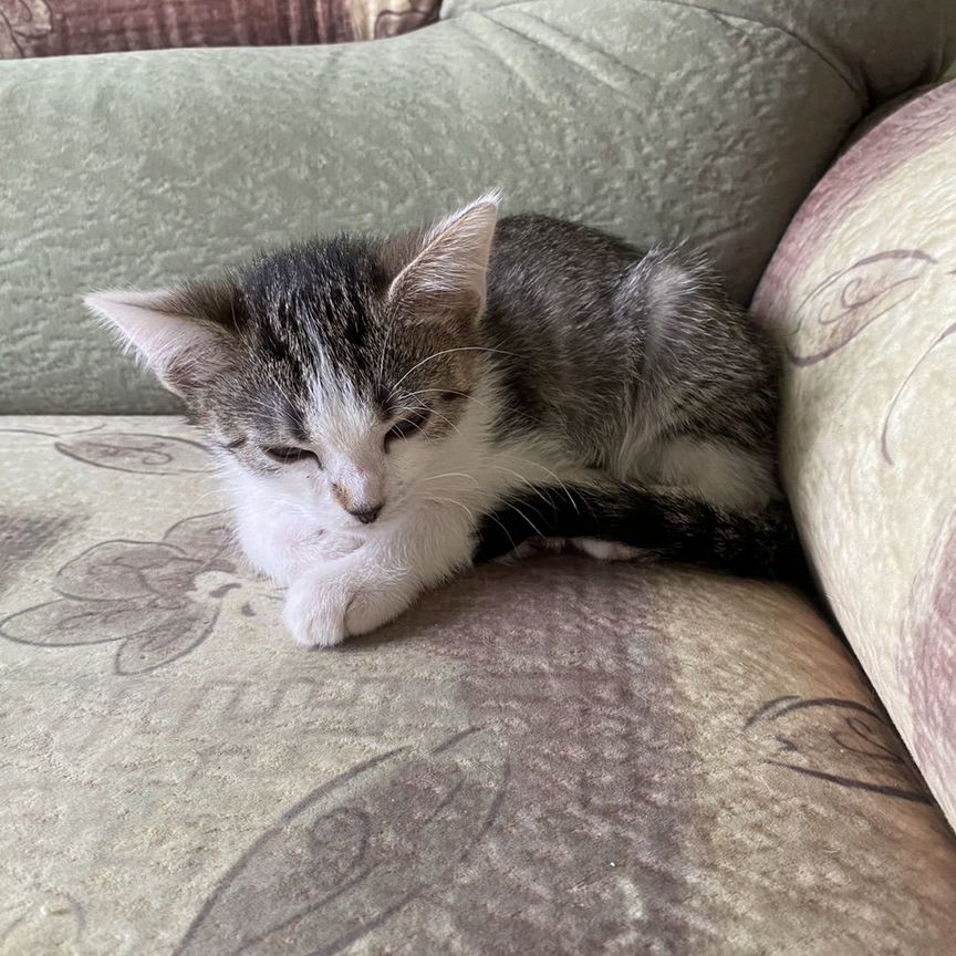 Кошечка,2,5 месяца