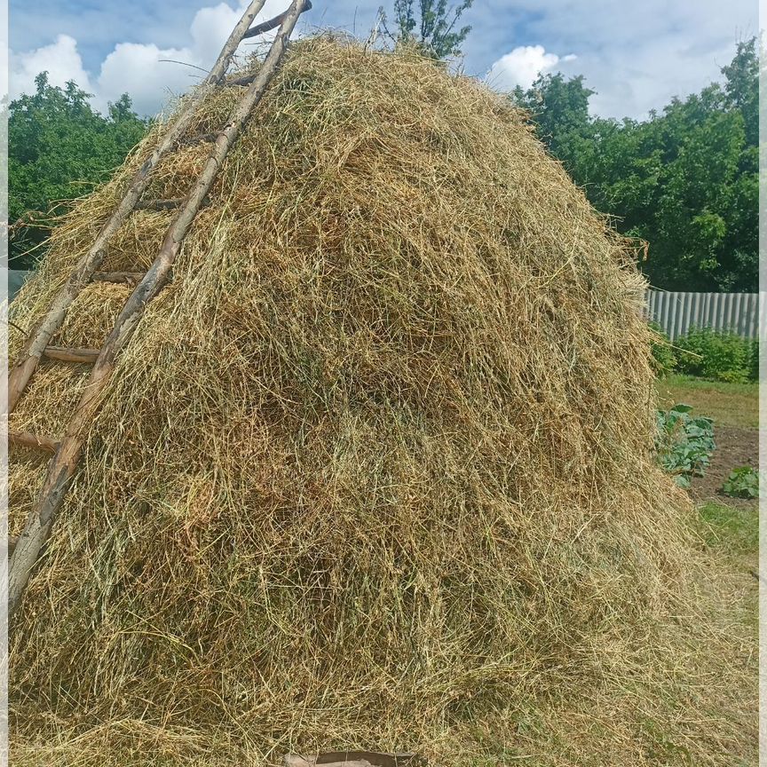Продам сено люцерна