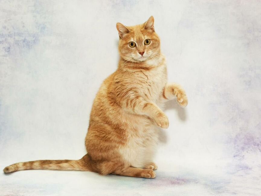 Рыжий кот в дар