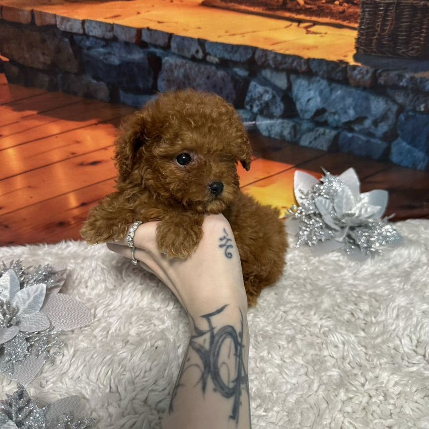 Пудель, щенок