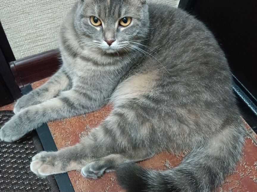 Шотландская вислоухая кошка