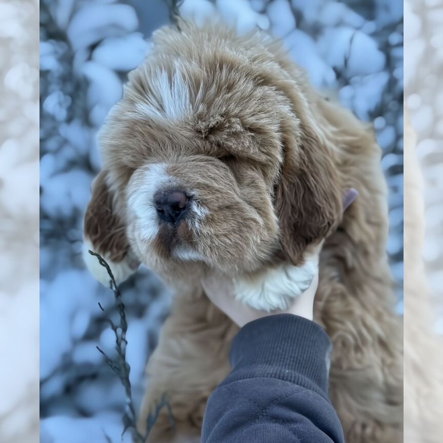 Тибетский мастиф, щенок