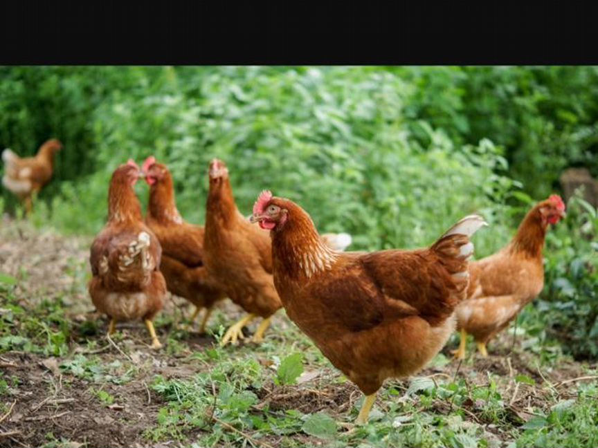 Куры, не сушки, рыжие