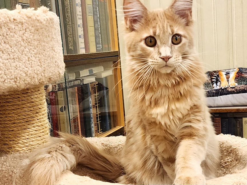 Котёнок мейн кун от титулованных родителей