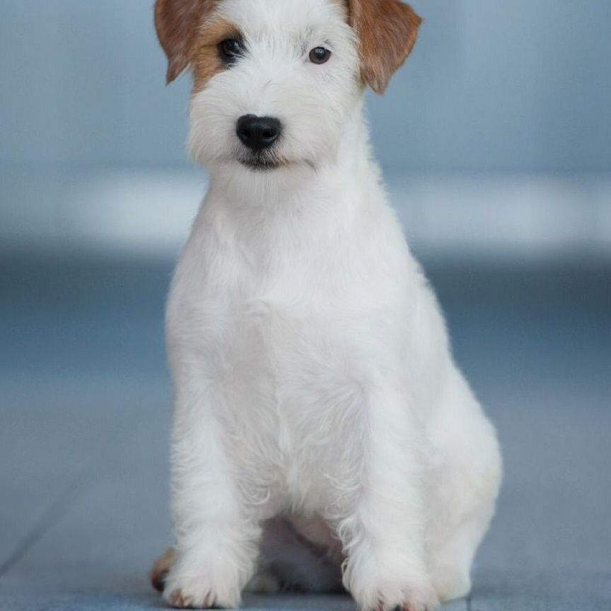 Щенки джек рассел терьер