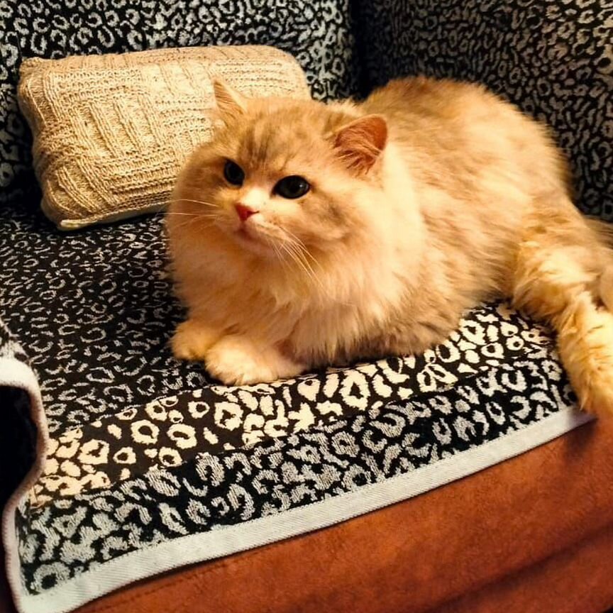 Кот 10 лет отдам