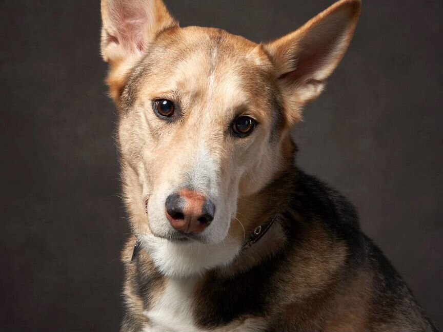 Марик ищет дом