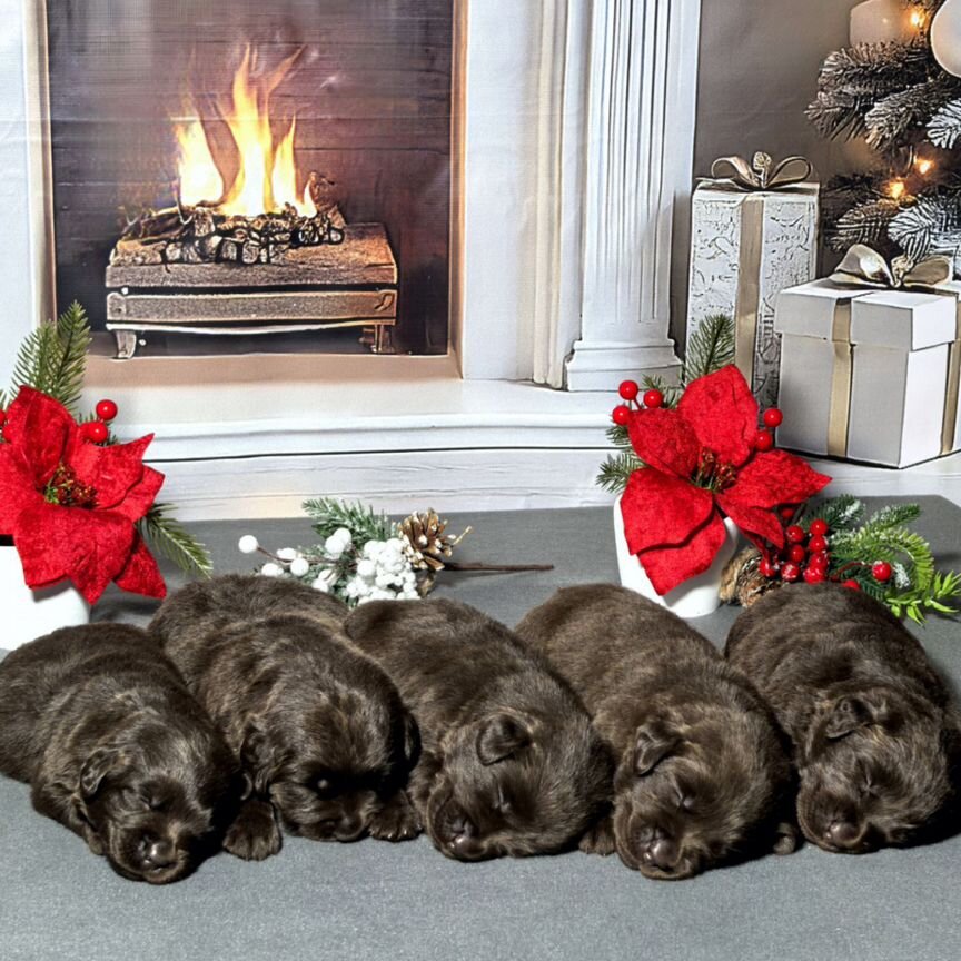 Лабрадор-ретривер, щенок