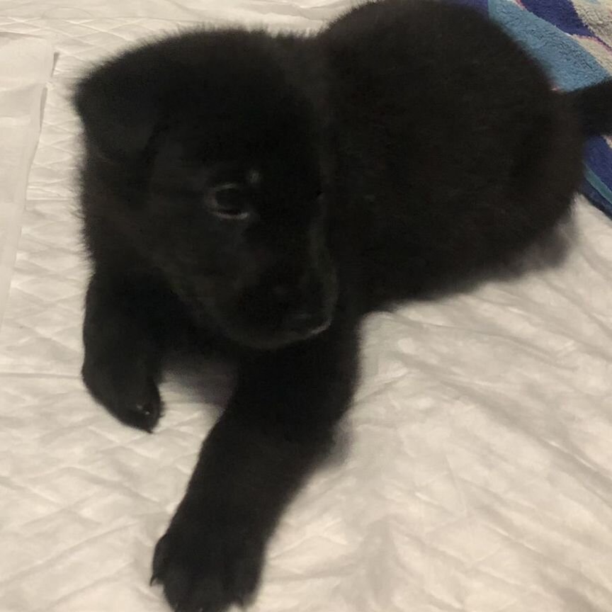 Немецкая овчарка, щенок