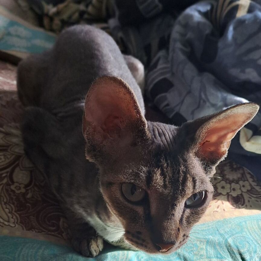 Сфинкс кошечка