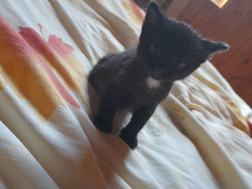 Котята в добрые руки 1 месяц