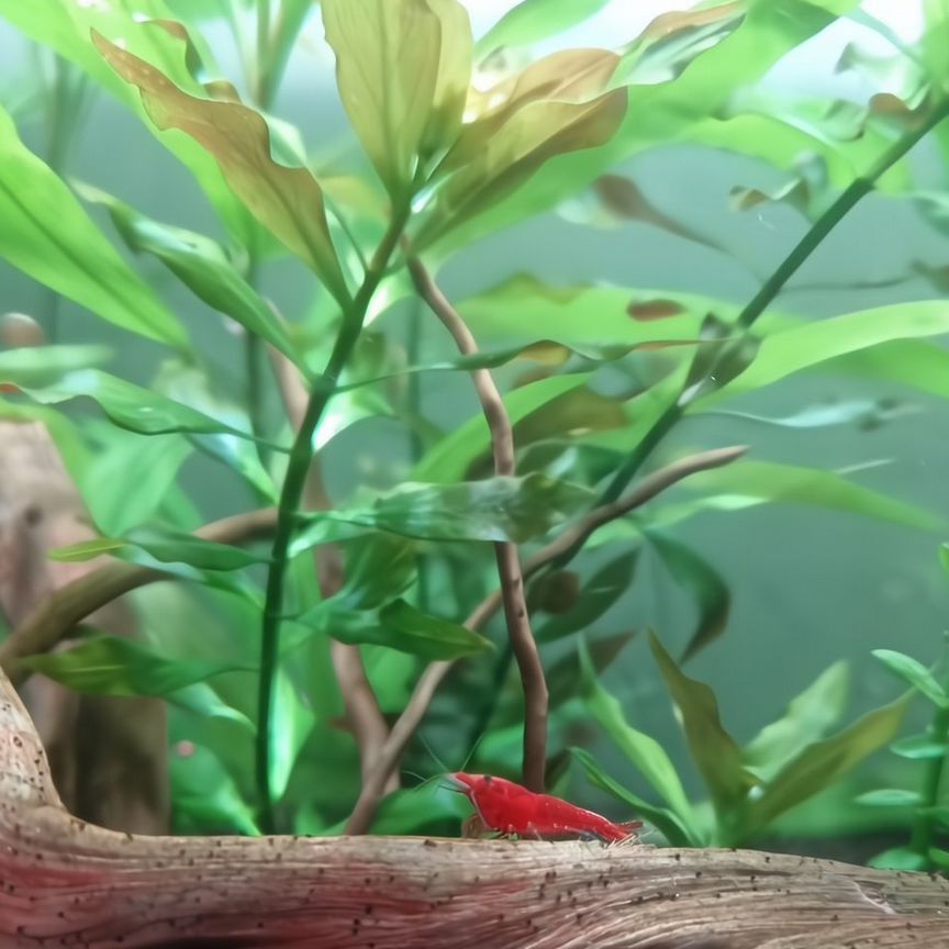 Креветка неокаридина "Красный огонь"