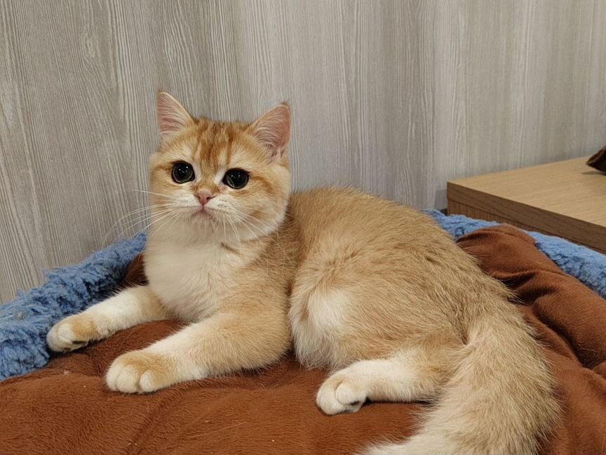 Золотая девочка