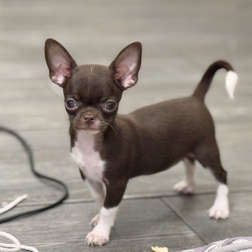 Красивая девочка чихуахуа