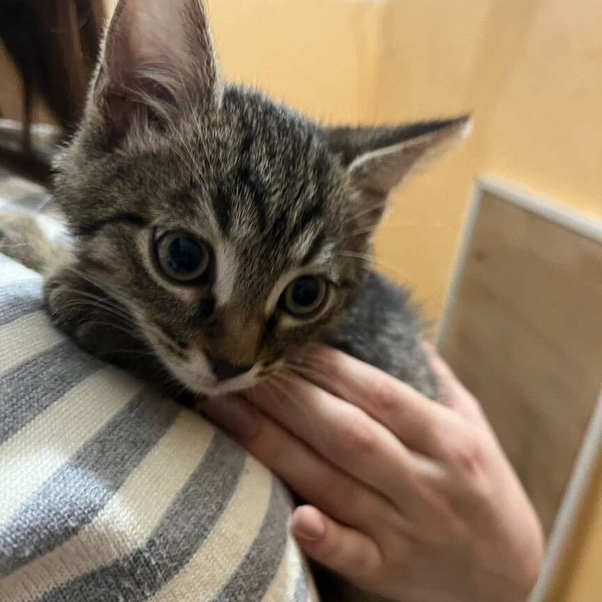 Котёнру ищет дом