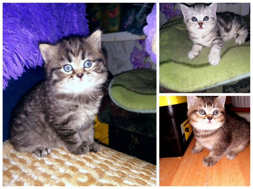 Шотландские котята