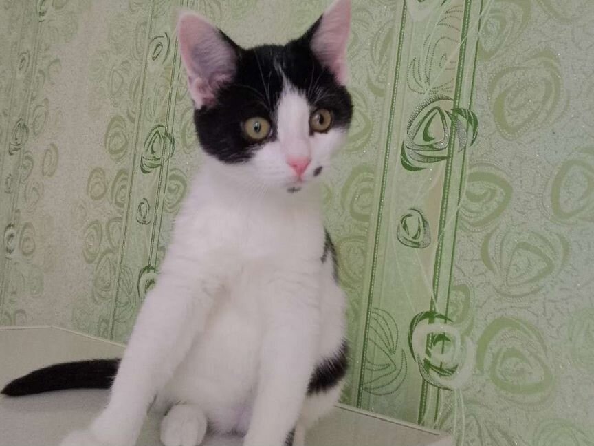 Классный котик