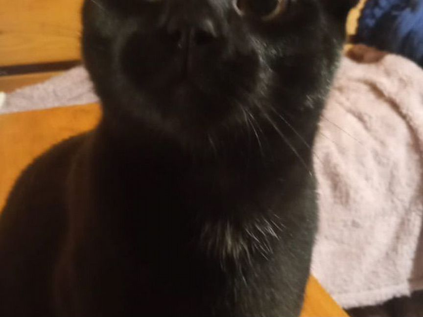Коты в добрые руки