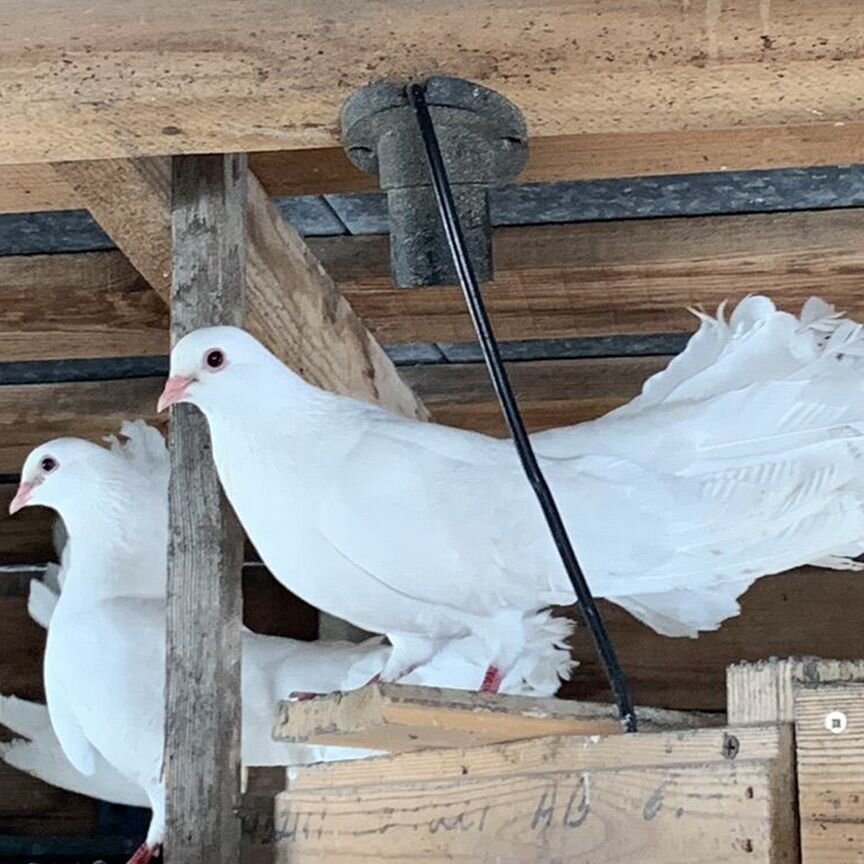 Голуби Павлины, Царицанские, Желтые