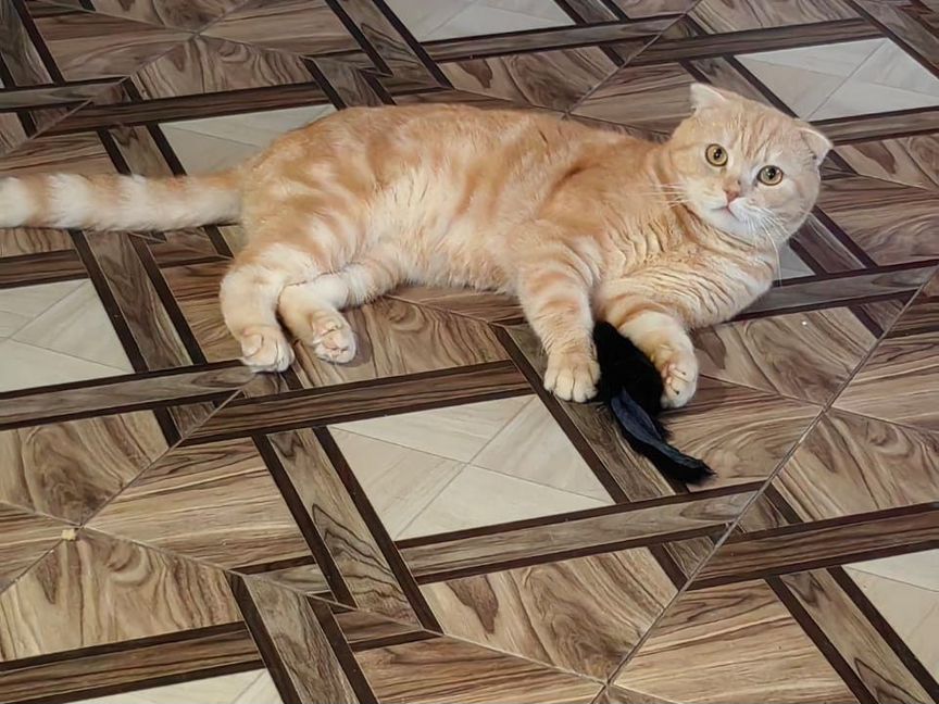 Шотландский вислоухий кот ищет дом
