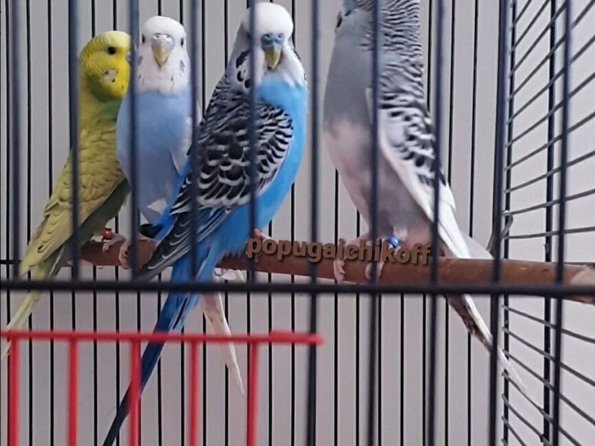Попугаи ввп чехи и получехи