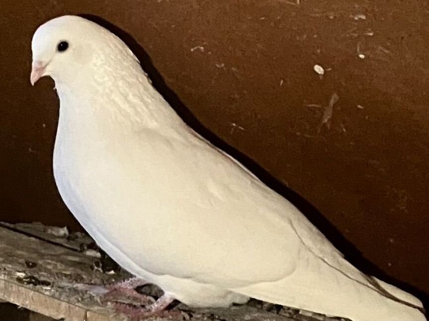 Голуби павлины