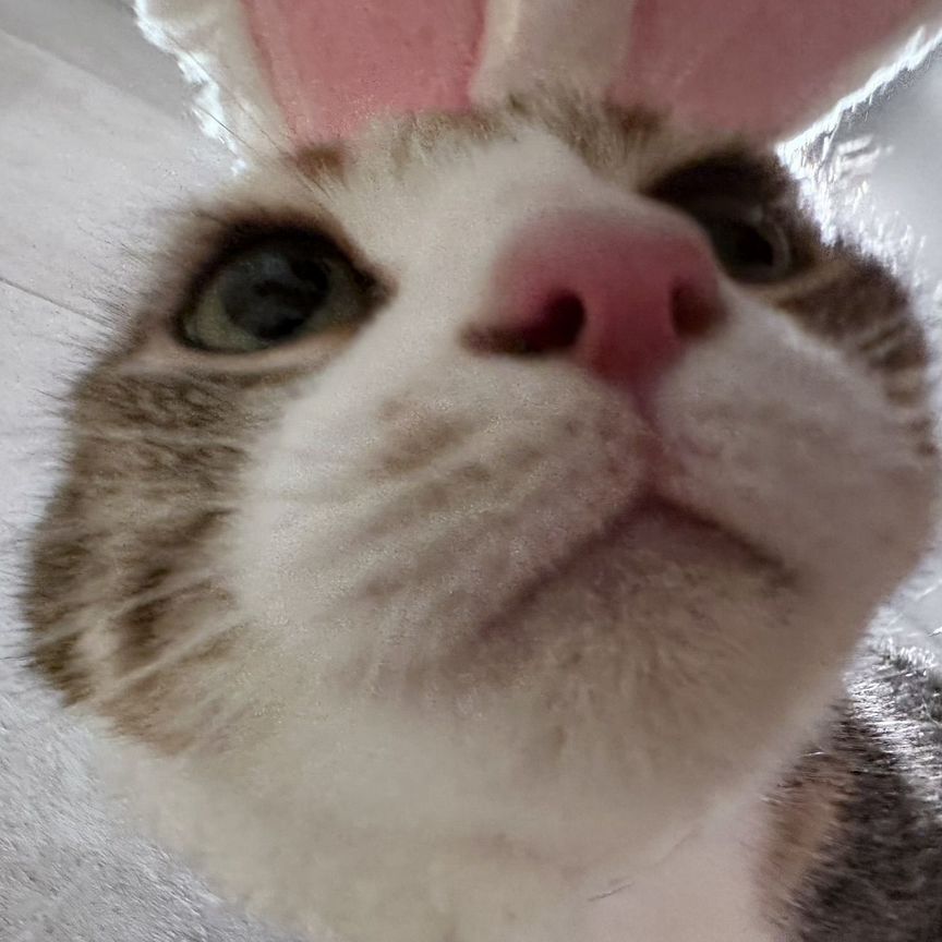 Взрослая, кошка в добрые руки