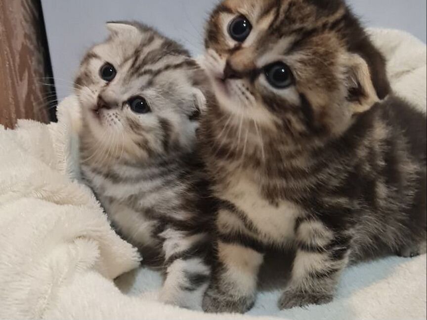 Шотландские вислоухие котята