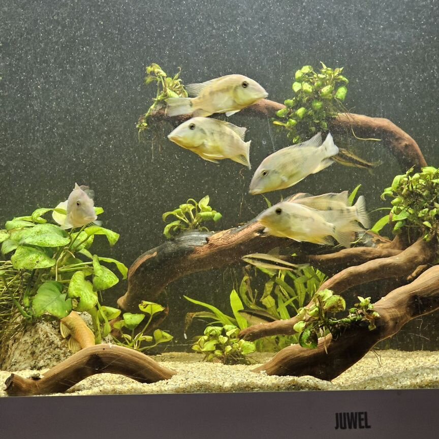 Геофагусы бесплатно