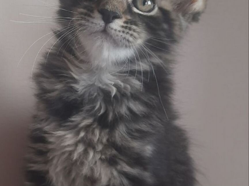 Мейн-кун Адидас