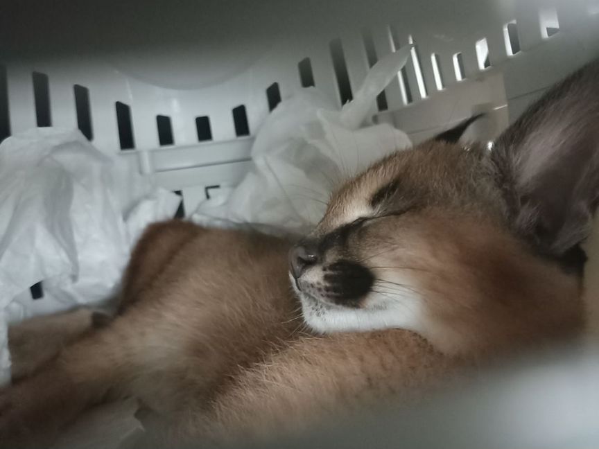 Котёнок каракет