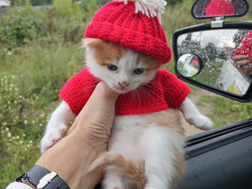 Котик мальчик рыжий