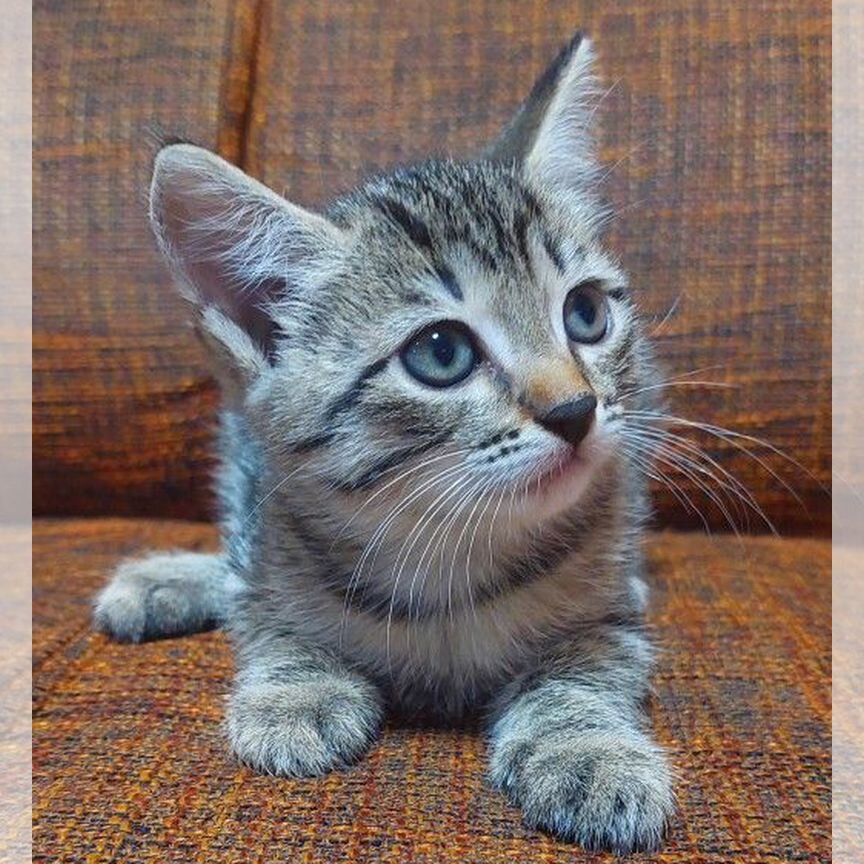 Котёнок шотландского и русской голубой