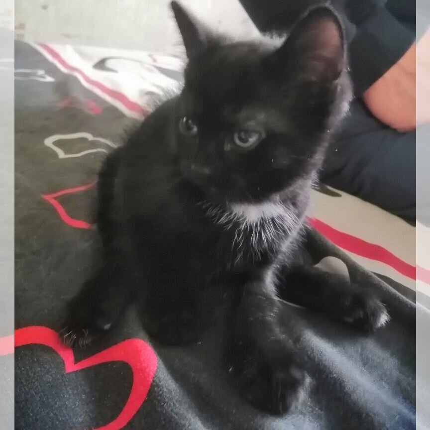Отдам котёнка девочку 1,5 месяца
