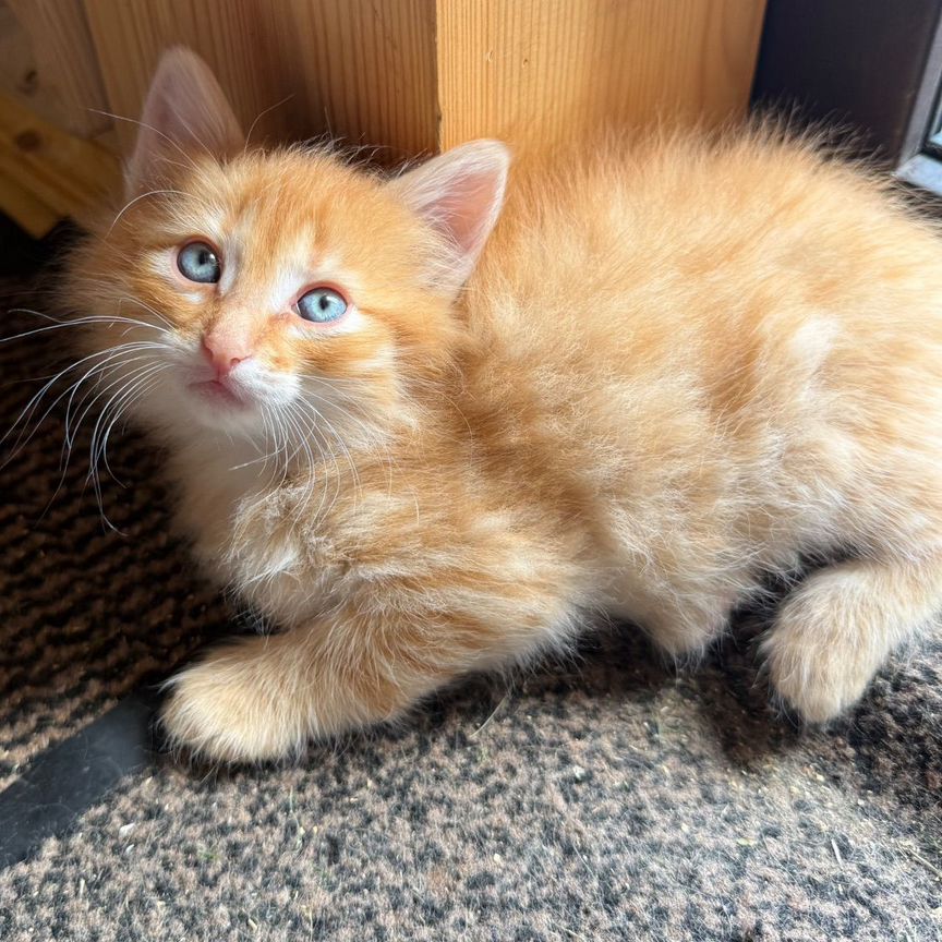 Европейский короткошёрстный котёнок