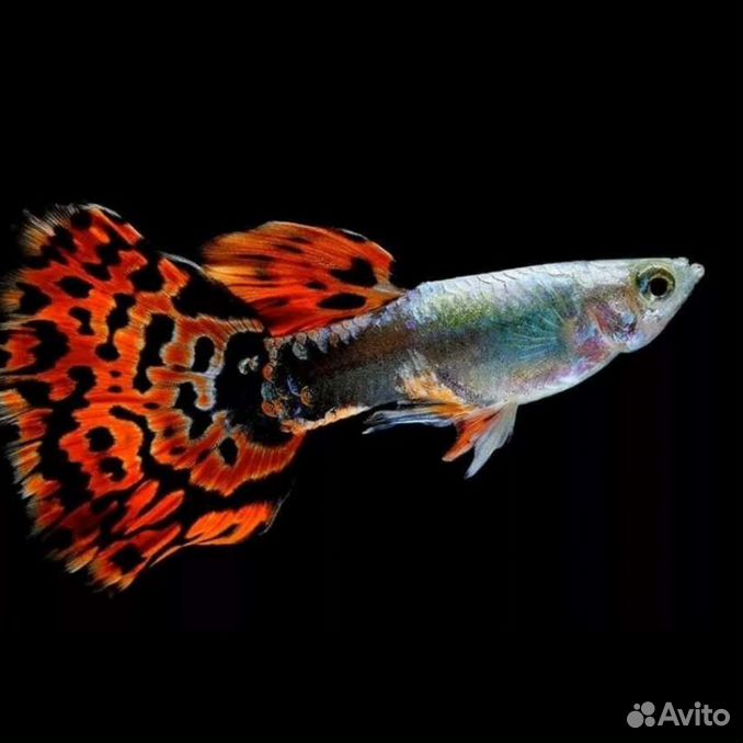 Гуппи мозаика, Аквариумные рыбки в ассортименте