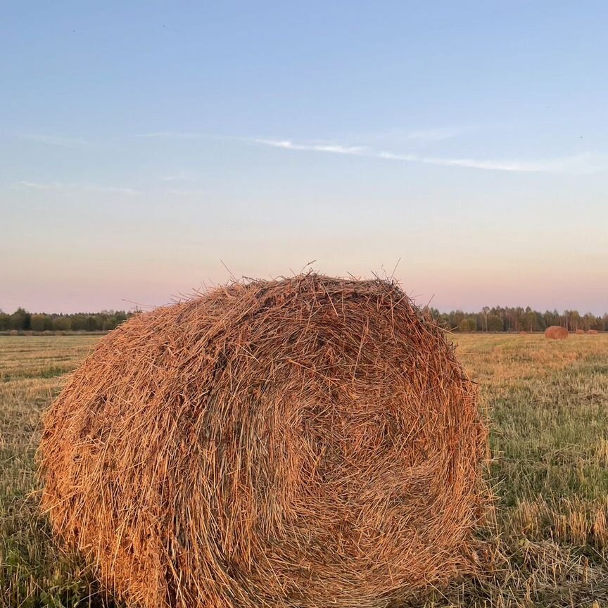 Сено солома в рулонах