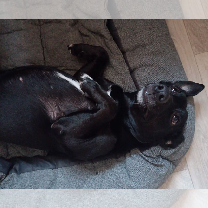 Щенок в добрые руки