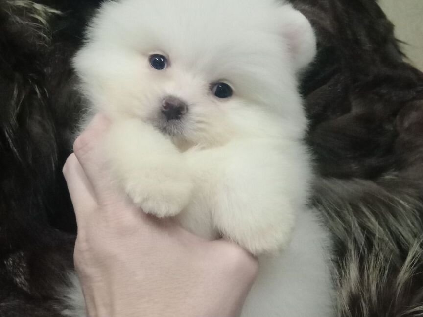 Померанский шпиц медвежьего типа