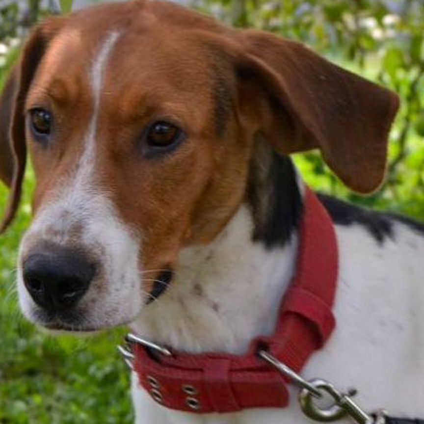 Русская пегая гончая ищет дом