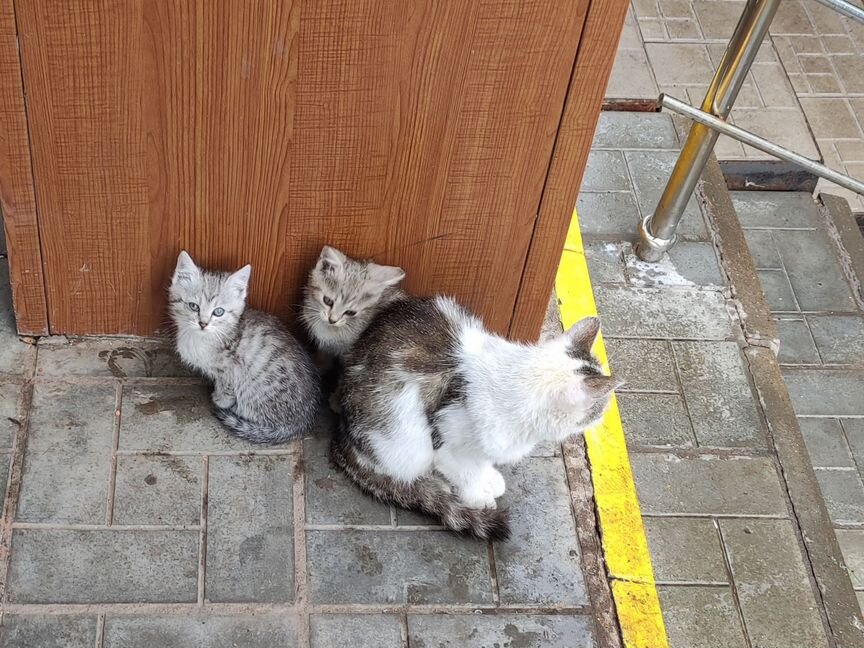 Самые серенькие