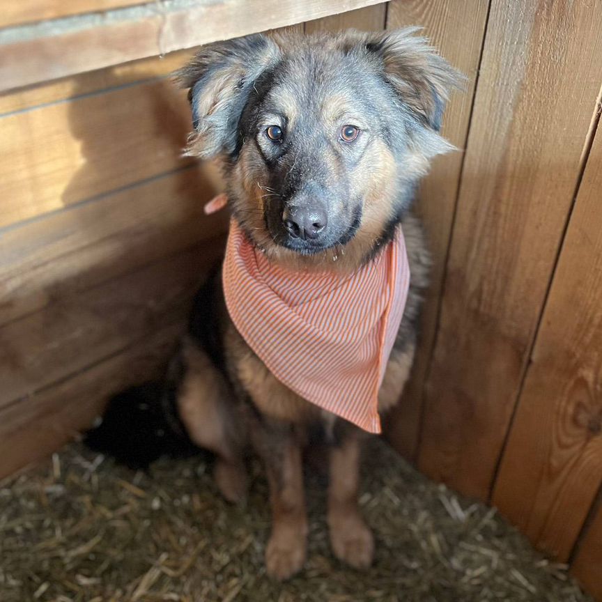 Взрослый пёс в добрые руки