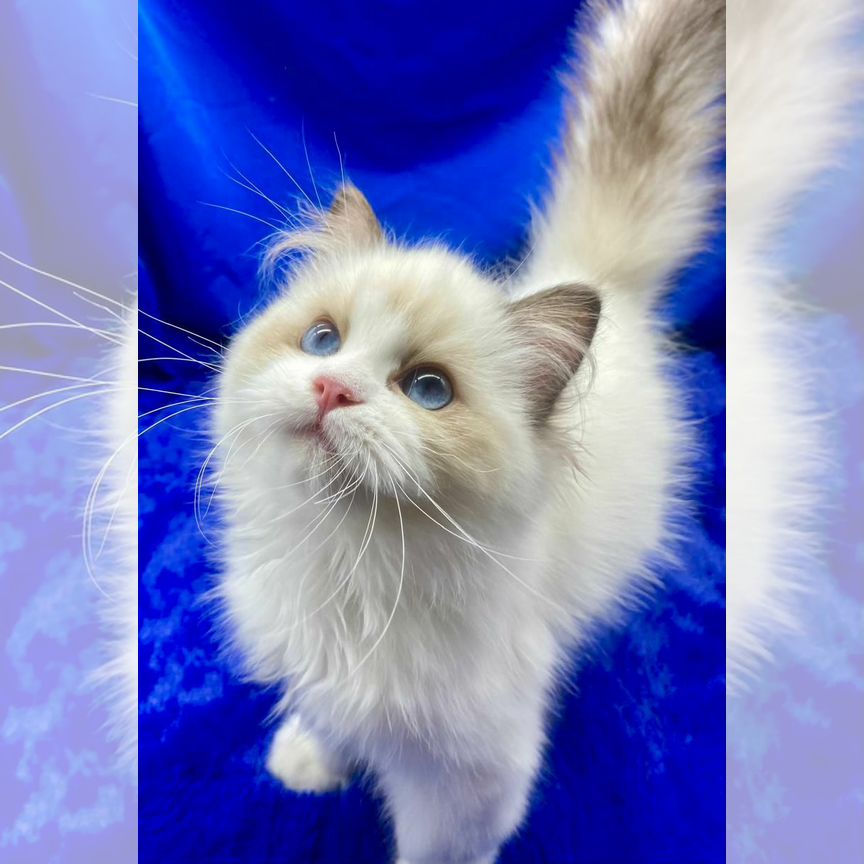 Котята породы рэгдолл